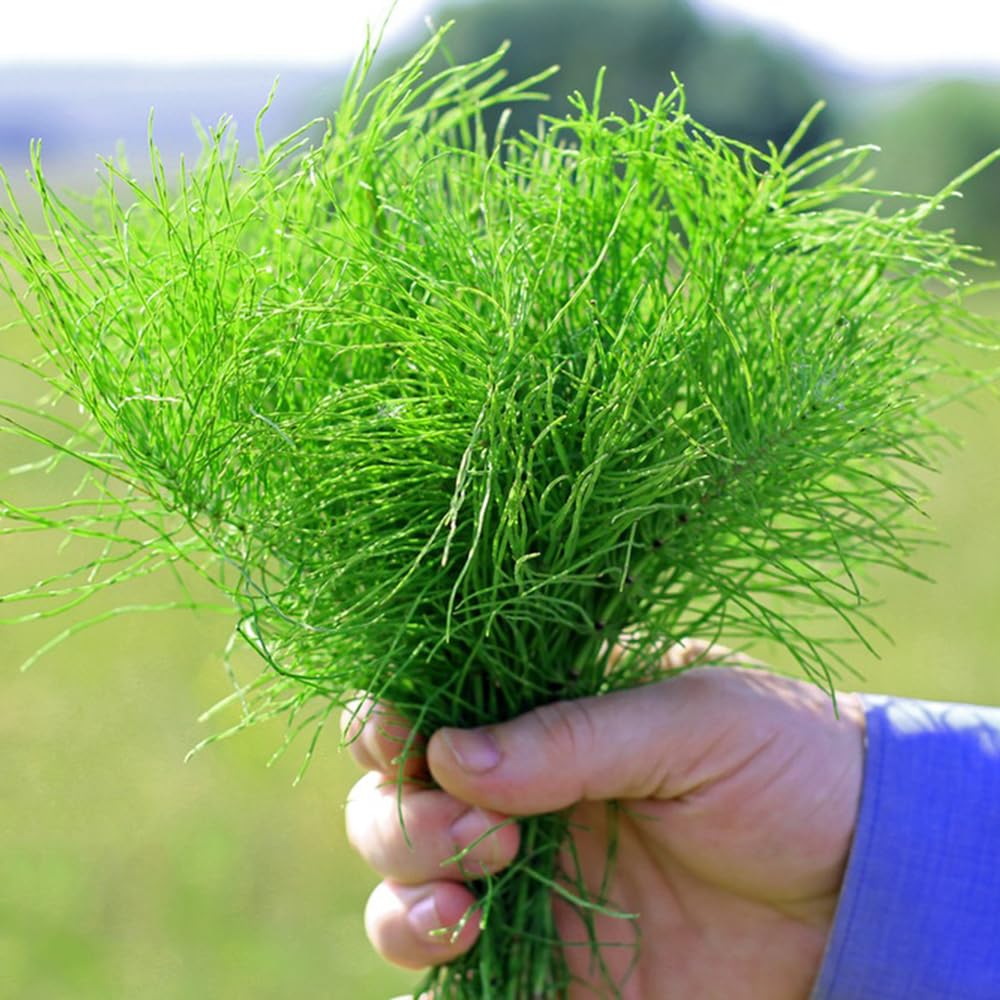 Pianta Di Equiseto Equisetum Telmateia