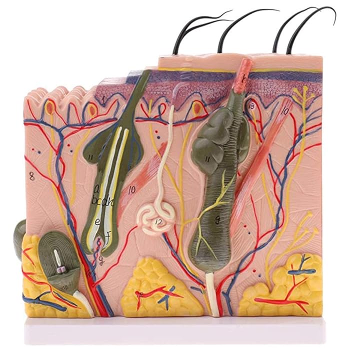 Buy Human Skin Anatomical Model Containing 25 Marked Learning Maps ...