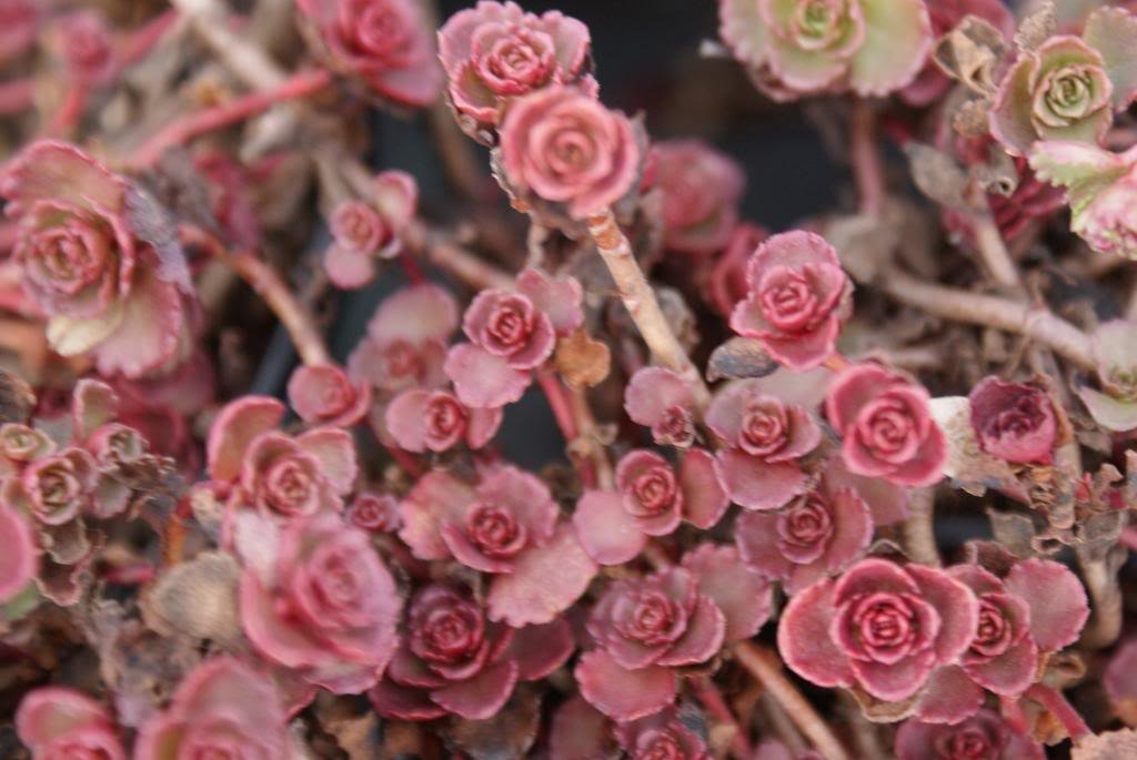 Red Sedum Ground Cover Plants
