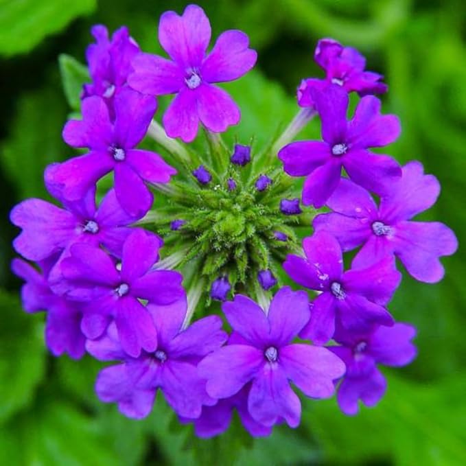 Amazon.com : UIOTER Pack 6 Purple Perennial Verbena Plants, Purple ...