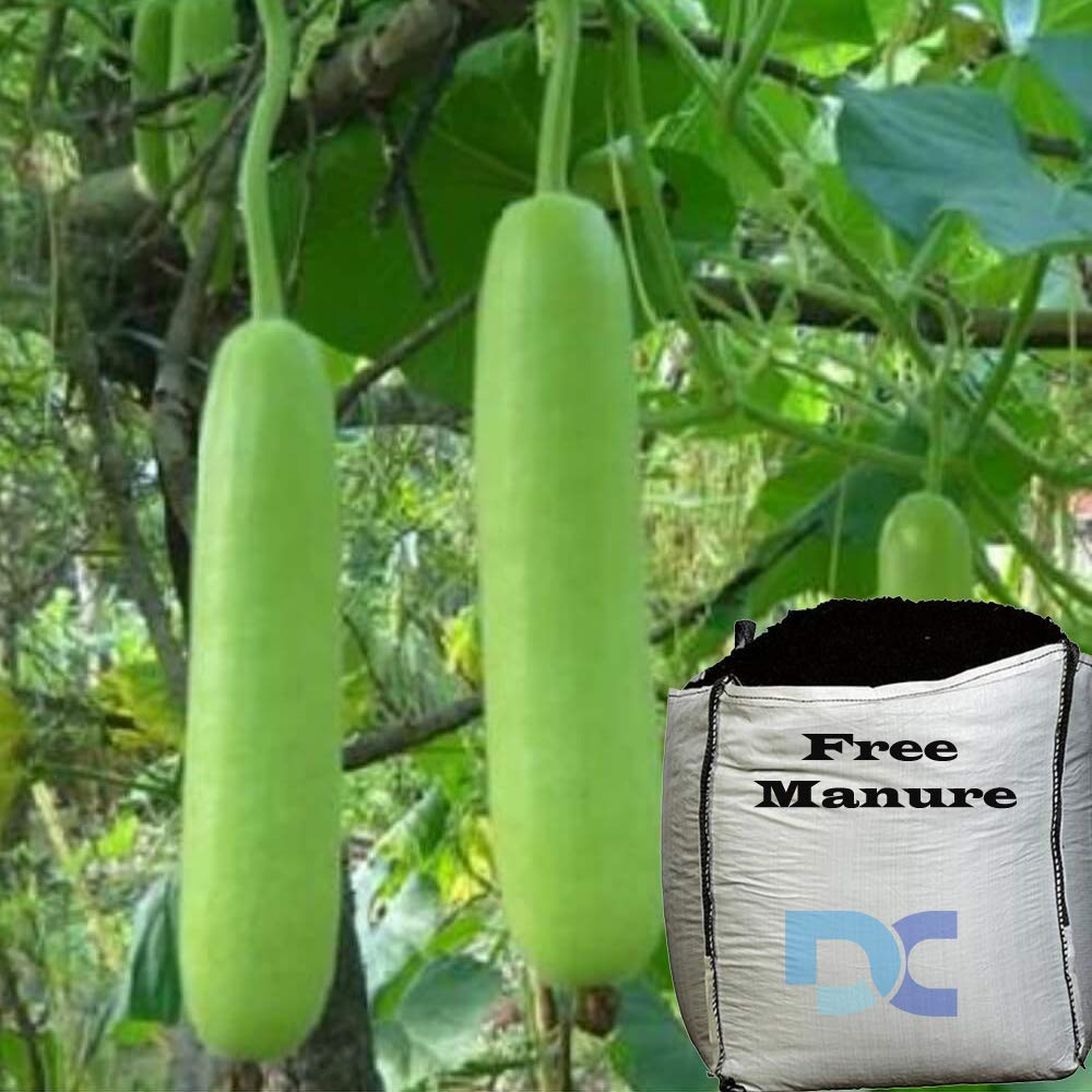 Daily Crafts Pack of 50 Gheeya Bottle Gourd F-1 Hybrid Seeds for Home ...