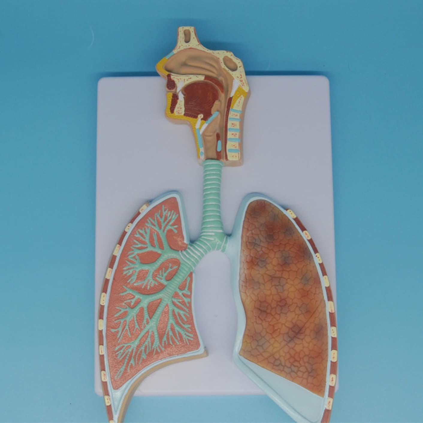 Buy MRTYU-UY Anatomical model of human respiratory system in training ...