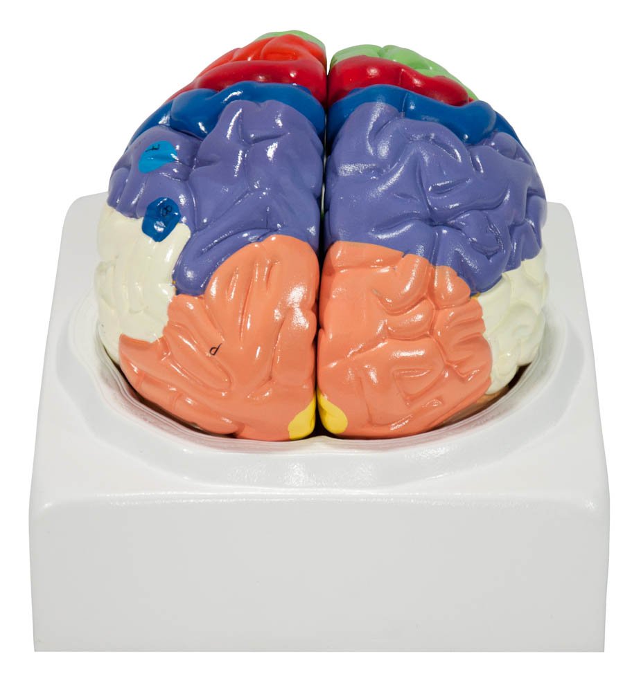 Buy Axis Scientific Human Brain Model Anatomy with Colored and Labeled ...