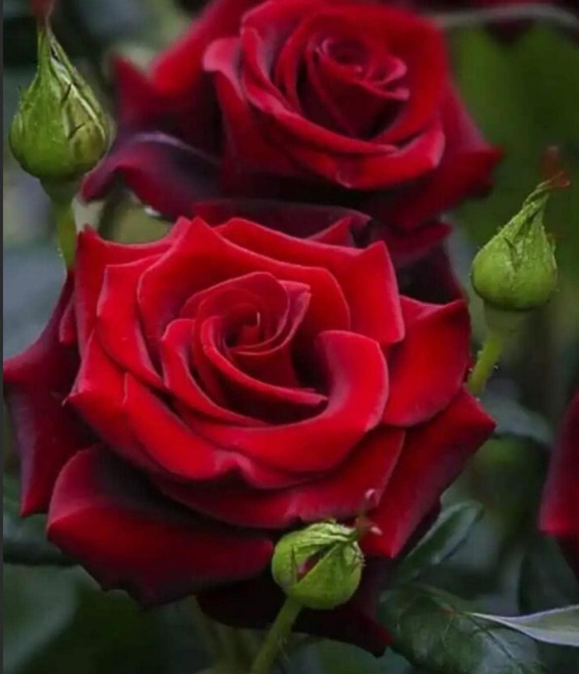 Amazon.com: 500+ Rare Rose Seeds for Planting (Red) : Everything Else