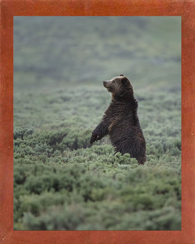Frame USA Black Bear Cub Upright Ynp Framed Print 12.75"x10" by ...