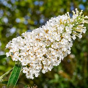 Amazon.com : White Butterfly Bush Plants Live in 4 Inch Pot, Live ...