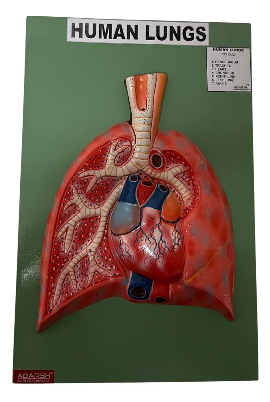 AI-Human Lungs Dissectible Model/Anatomical Model on Board/Human Lungs ...