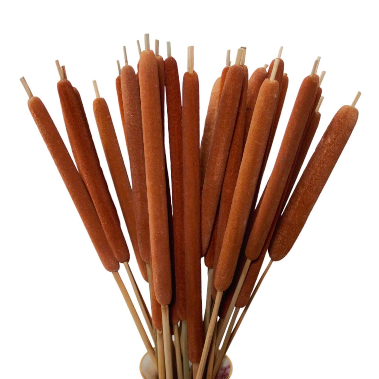 Amazon.com: Premium Dried Cattail Flowers, 25 PCS Assorted Cattails for ...