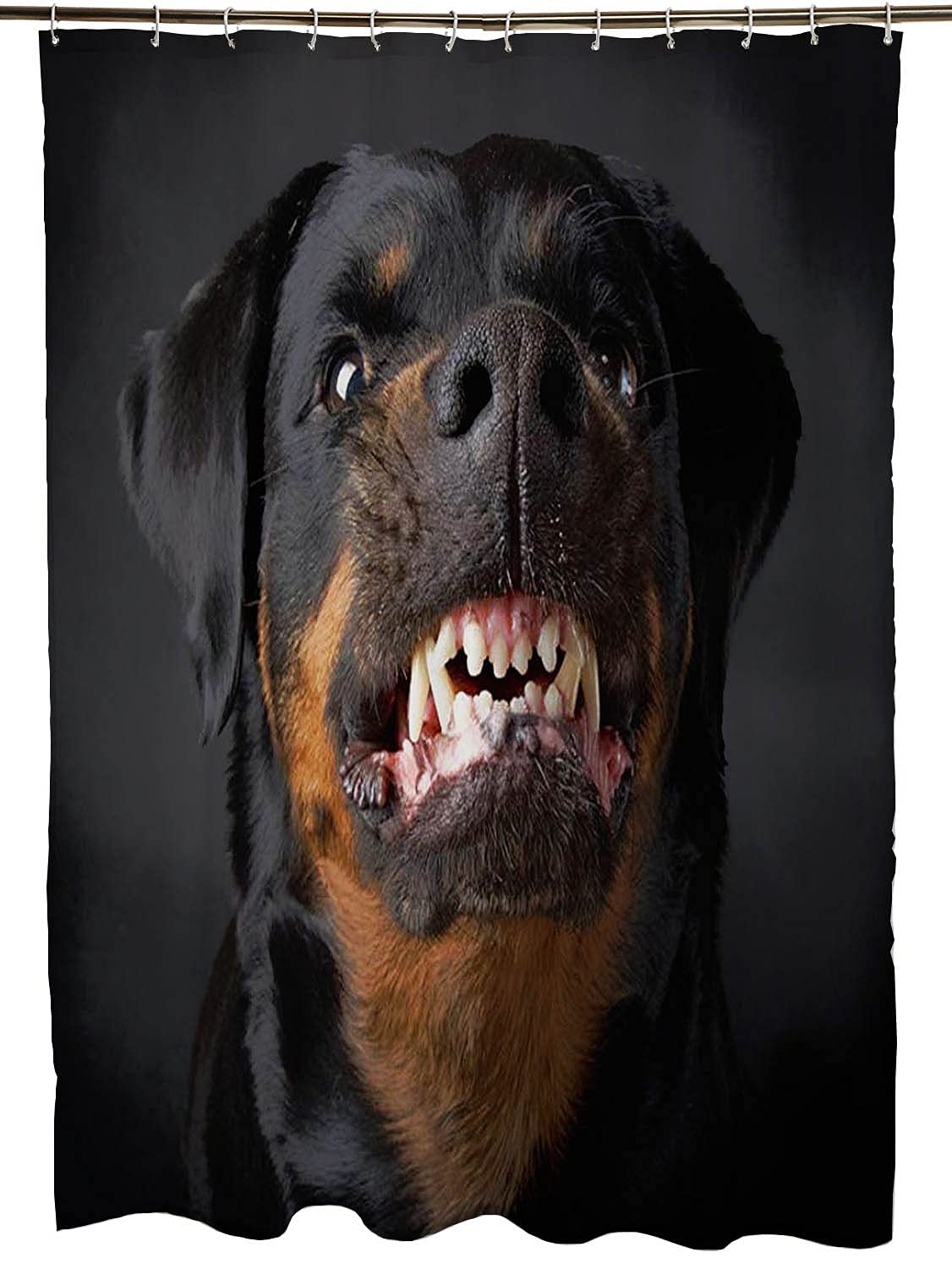 Angry Rottweiler Attack