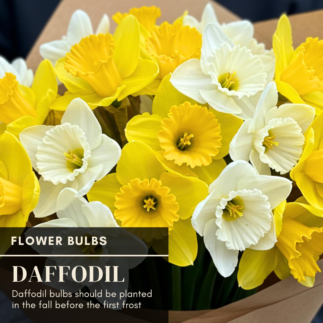 Giant Yellow Flower Daffodil Narcissus Merel's Favourite
