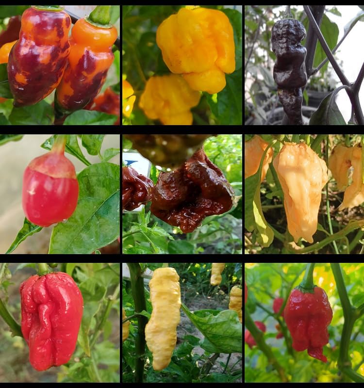 Chili Sortiment 9 scharfe Sorten für Hobbygärtner, die scharfe Küche ...