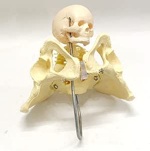Amazon.com: EESCZVGBDX Anatomy Model Educational Doll Model Female ...