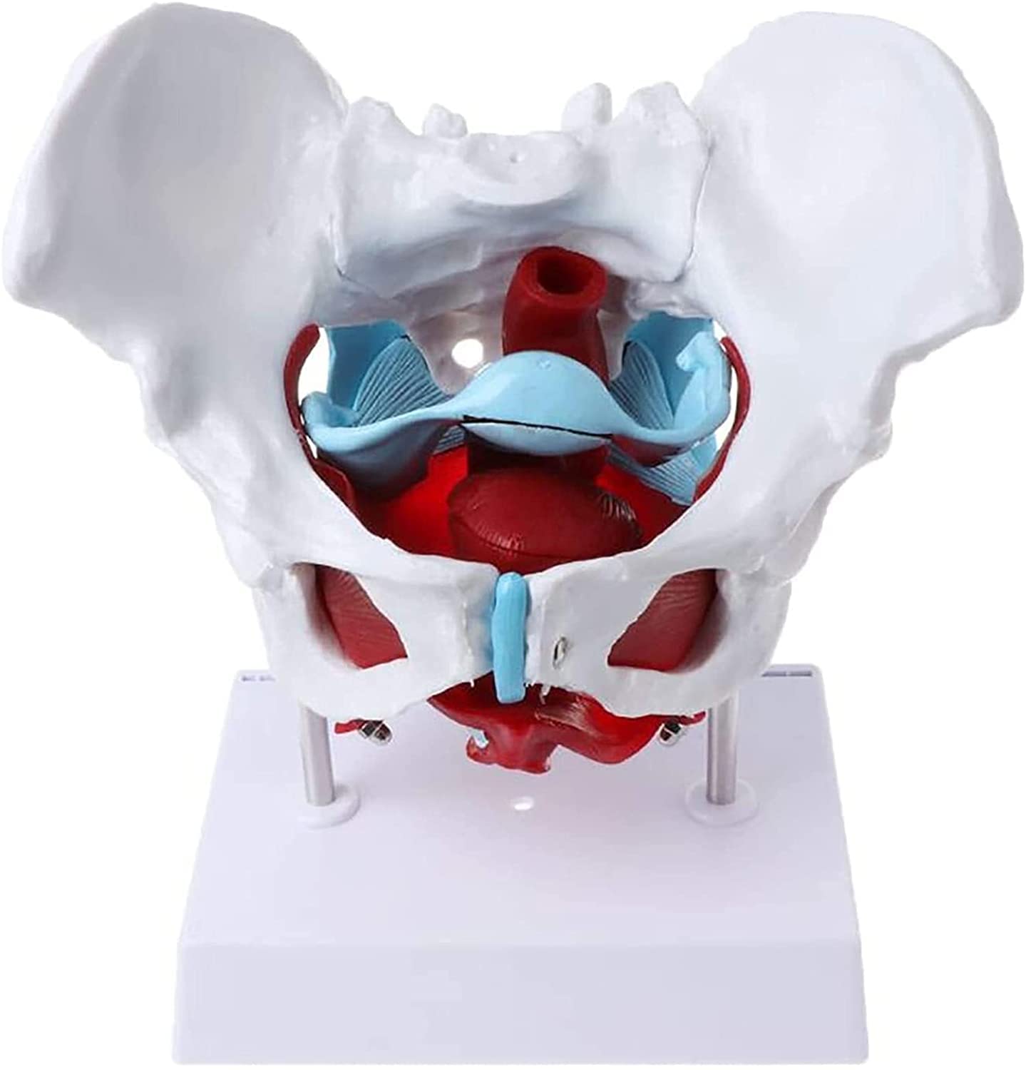 Buy organ model Anatomy Model of Female Pelvis- Pelvic Floor Muscles ...
