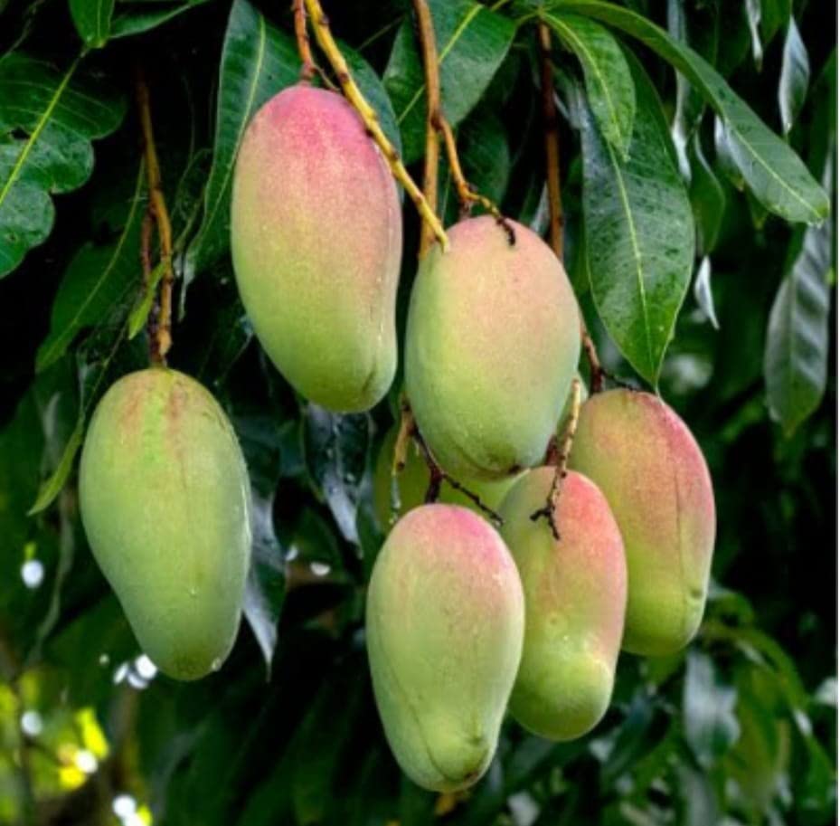 Sarika Nursery China red mango valency of pride mango Kati Mohan mango ...