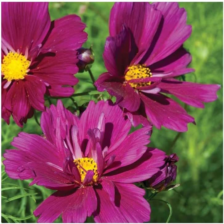 PREMIER SEEDS DIRECT - Flower Cosmos BIPINNATUS Fizzy Purple 1GM ~ 180 ...