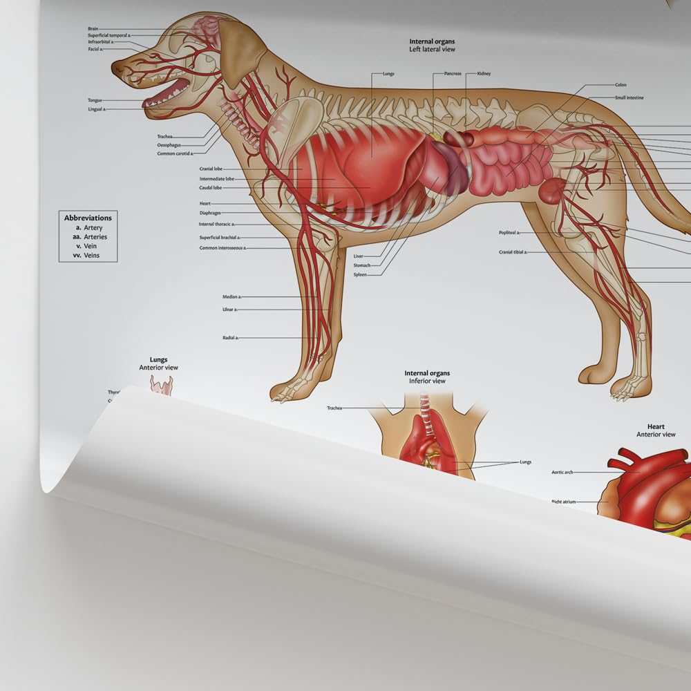 Canine Internal Organs Diagram Dog Internal Anatomy Wall Chart 24" X
