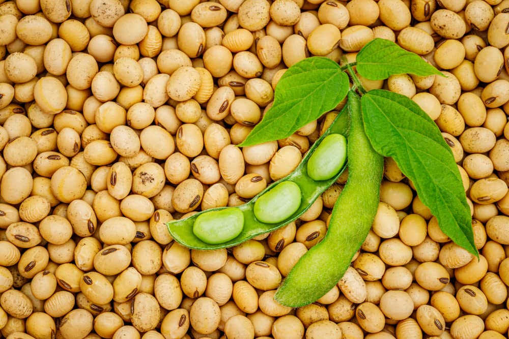 Amazon.com : Soybeans (5 Lbs) Gluten Free, Great for Salad Sprouts ...