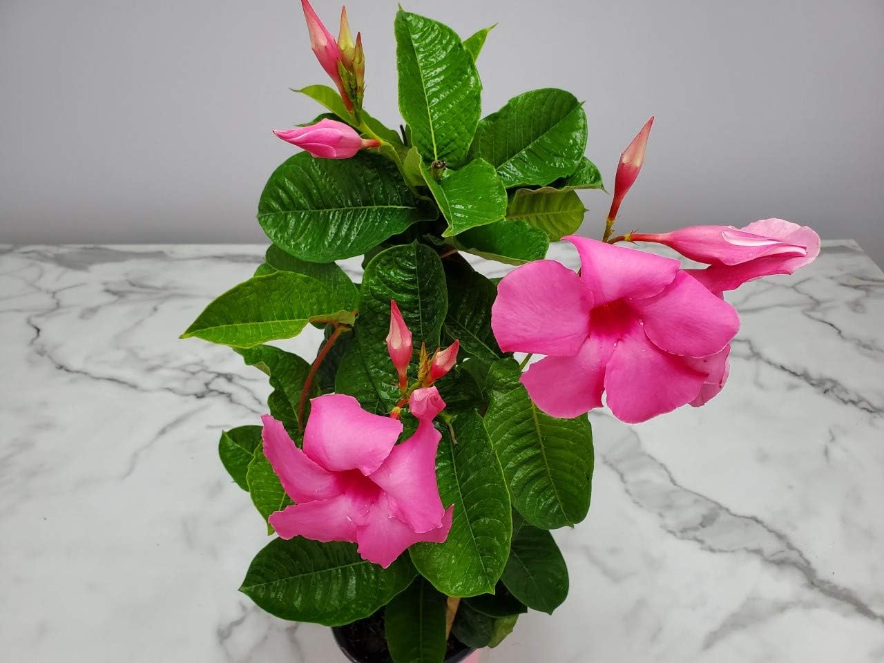Tropical Plants of Florida – Planta de mandevilla rosa con enrejado ...