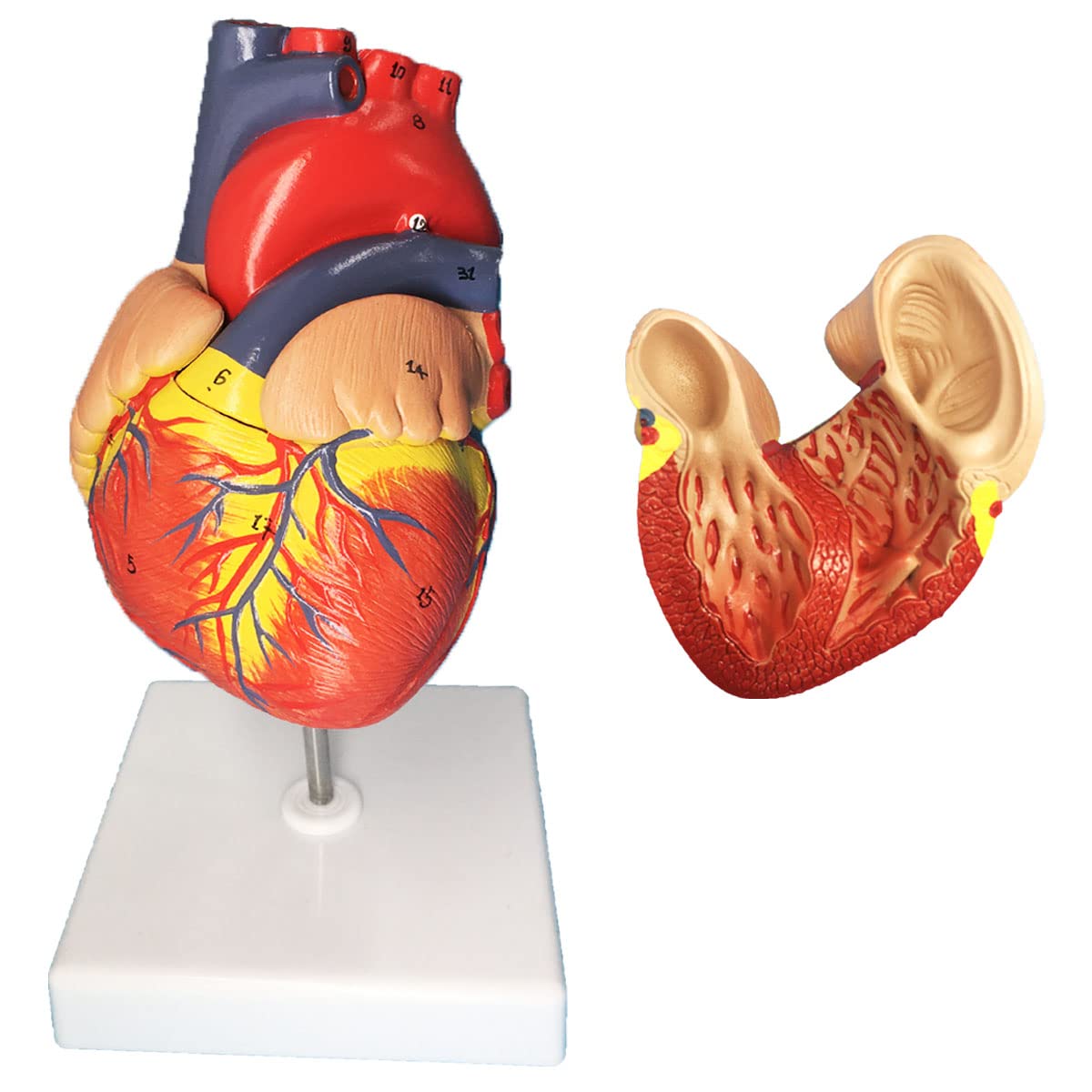 Veipho Heart Model Heart Model Anatomy With Stand Human Heart ...