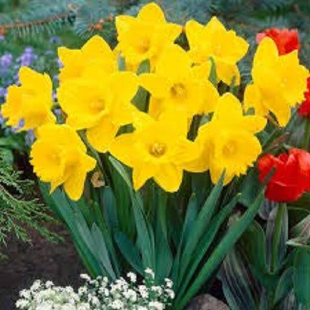 Spring Bulbs - Daffodil 'Mixed Selection' - 18 x Premium Bulb Pack ...