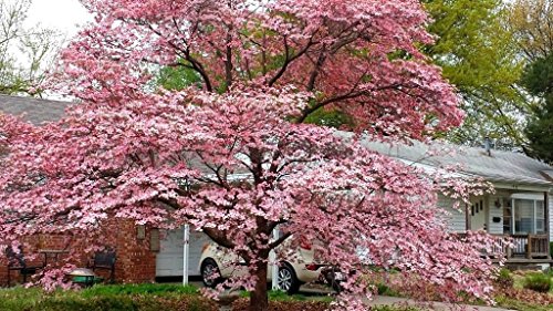 Top 10 Best Dwarf Pink Dogwood Tree : Reviews & Buying Guide - Katynel