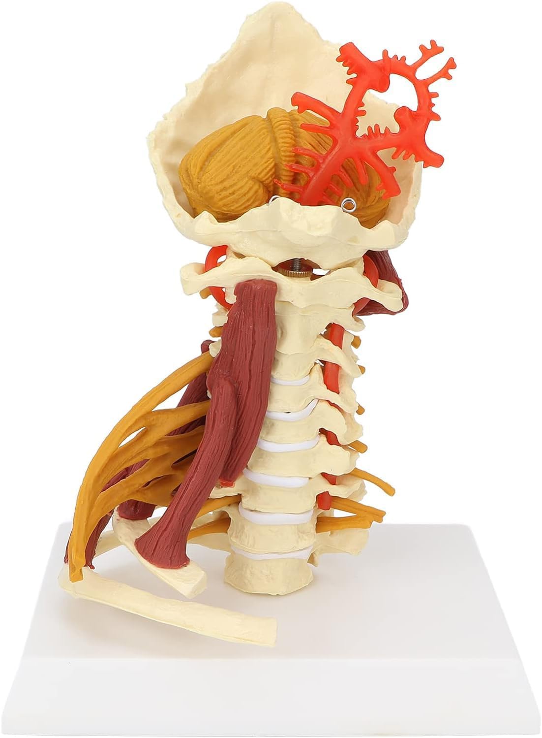 Amazon.com: 1:1 Cervical Spine Medical Model, Removable Spinal Nerves ...