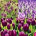Colour Collection Spring Flower Bulbs - Purple (Pack of 50) : Amazon.co ...