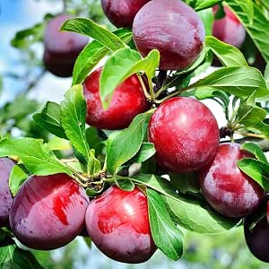 Amazon.com : American Plum Tree Live Plant 2 Feet Height, Red Plum ...
