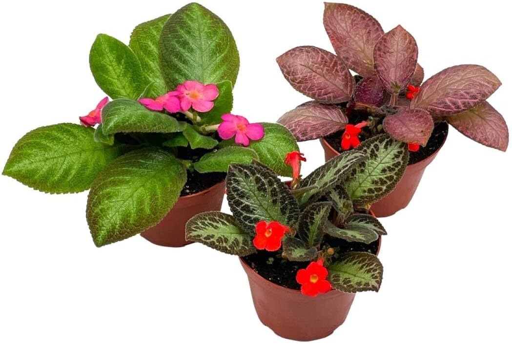 Amazon.com : Harmony's Flame Violets Colorful Episcia Grower's Choice ...