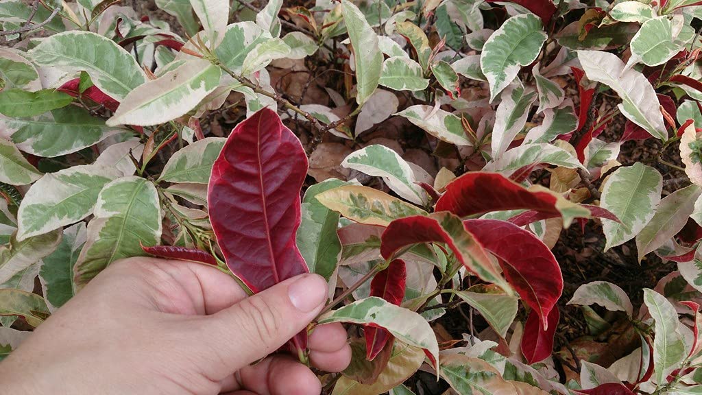 Creative Farmer Chinese Croton Plant For Garden Live Excoecaria ...