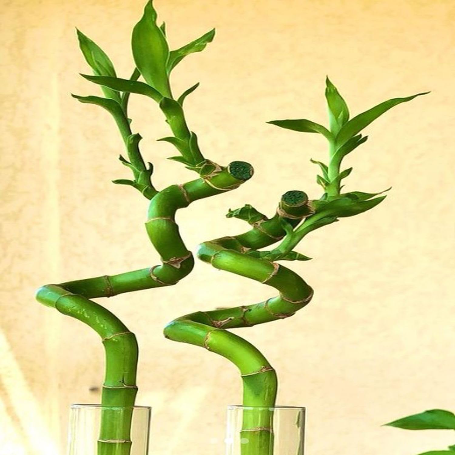 Amazon.com: Mainam Lucky Bamboo Curly Dracaena sp Bundle US Nursery ...