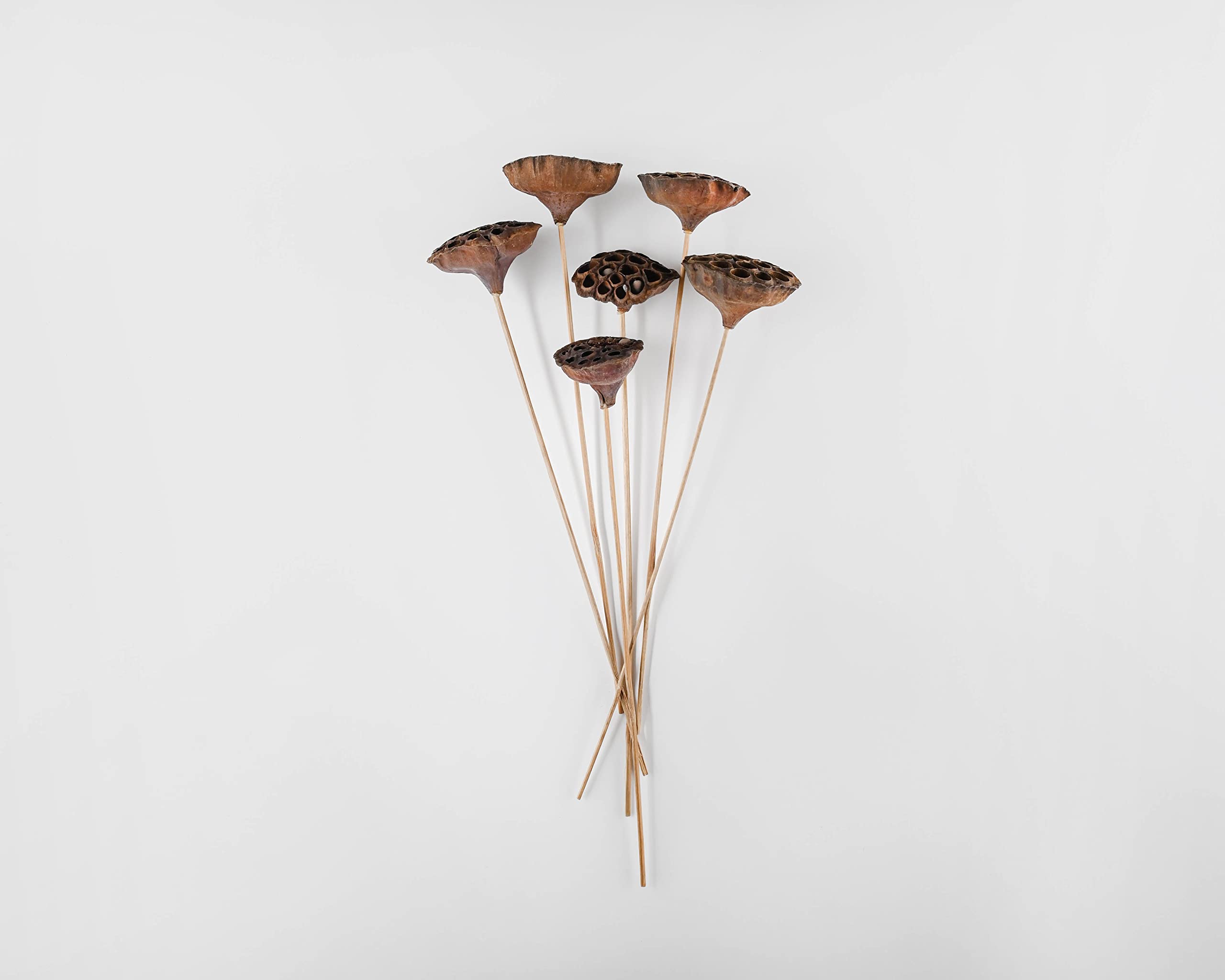 Dried Lotus Flower Pod