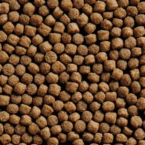 Coppens Koifutter – Die 15 besten Produkte im Vergleich - Aquaristik