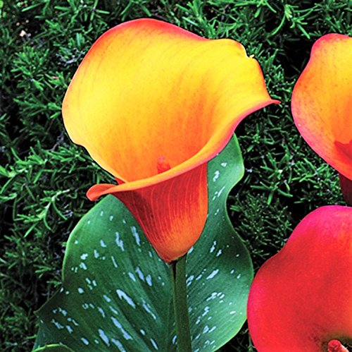 Buy Red-Orange Calla Lily Blaze | Red-Orange Calla Lily Blooms - 3 ...