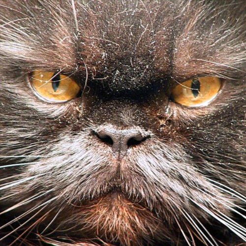 Play Kevin the cat by Kevin the Kat on Amazon Music