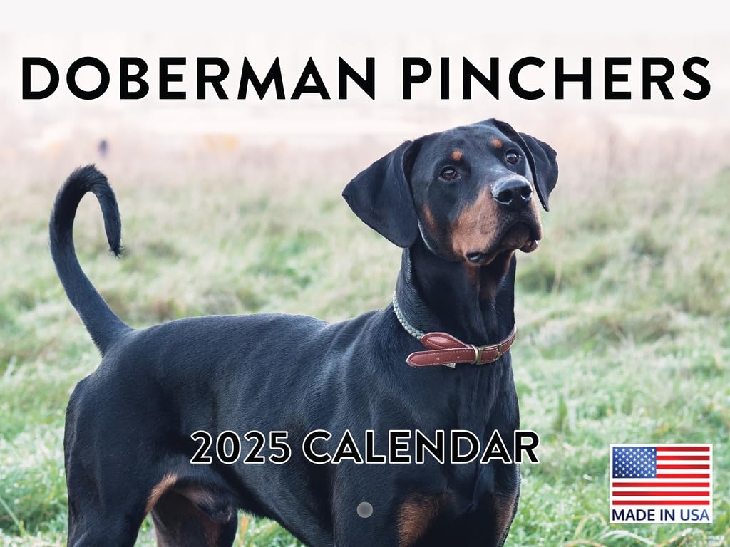 Amazon.com: Doberman Pincher Calendar 2025 Monthly Wall Calender 12 ...