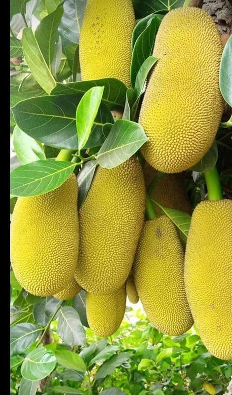 Buy Veatnam Jack Fruit Tree /Hybrid Grafted Baromashi Sweet Jackfruit ...