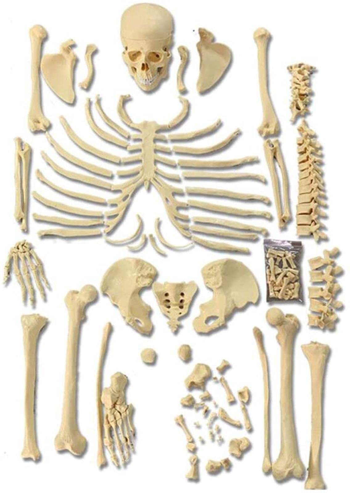 Buy WXHHH Disarticulated Human Skeleton - Full Disarticulated Skeleton ...