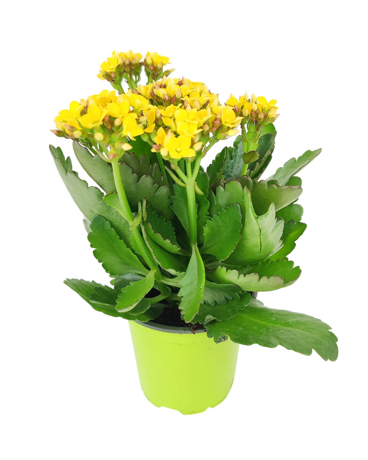Kalanchoe Plant Care Indoors How To Grow, Care For, And Propagate