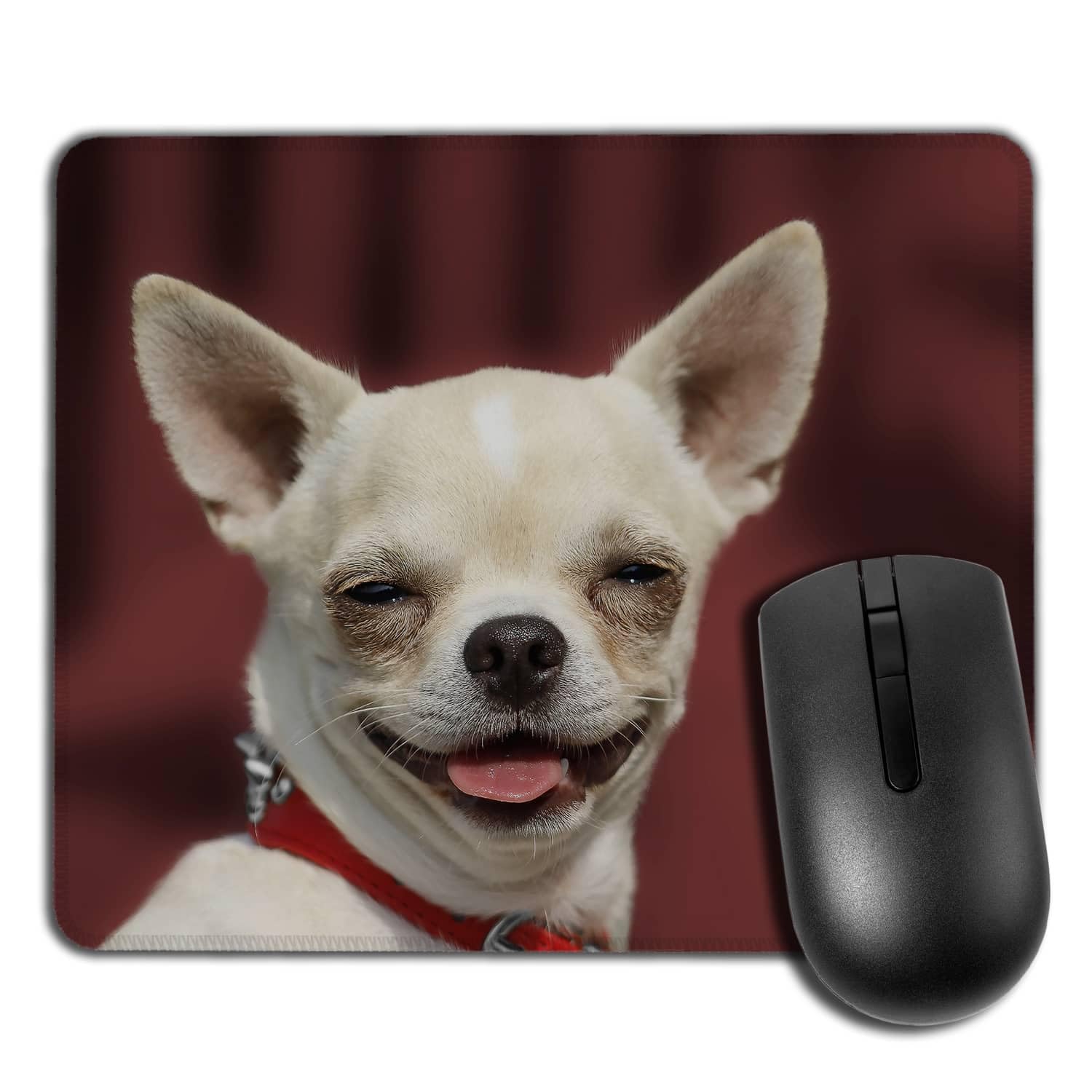 Hund Memes Hond Versus Kat; Wie Is De Grote Winnaar? Petbnb Blog