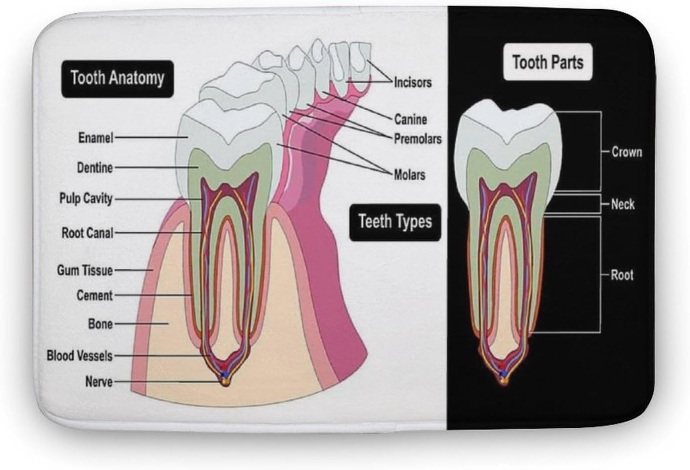 Amazon.com: Dental Knowledge Tooth Anatomy Dentist Encyclopedia ...