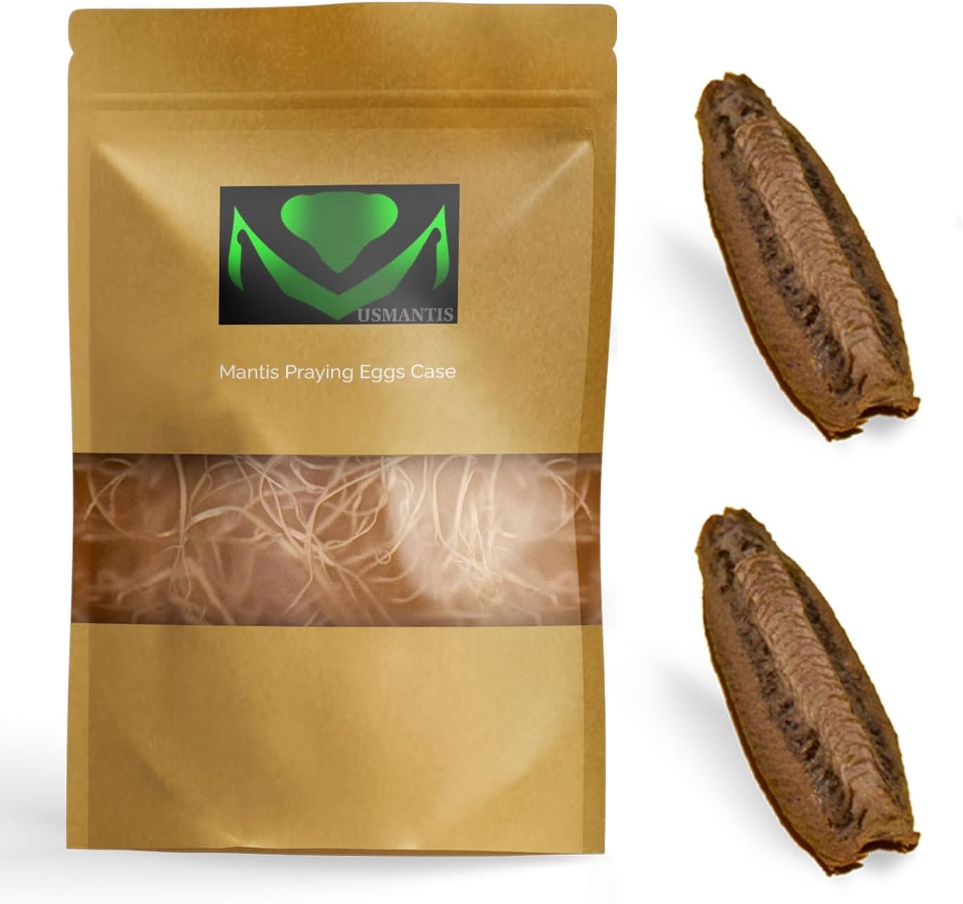Amazon.com : USMANTIS Carolina Praying Mantis Egg Cases with Hatching ...