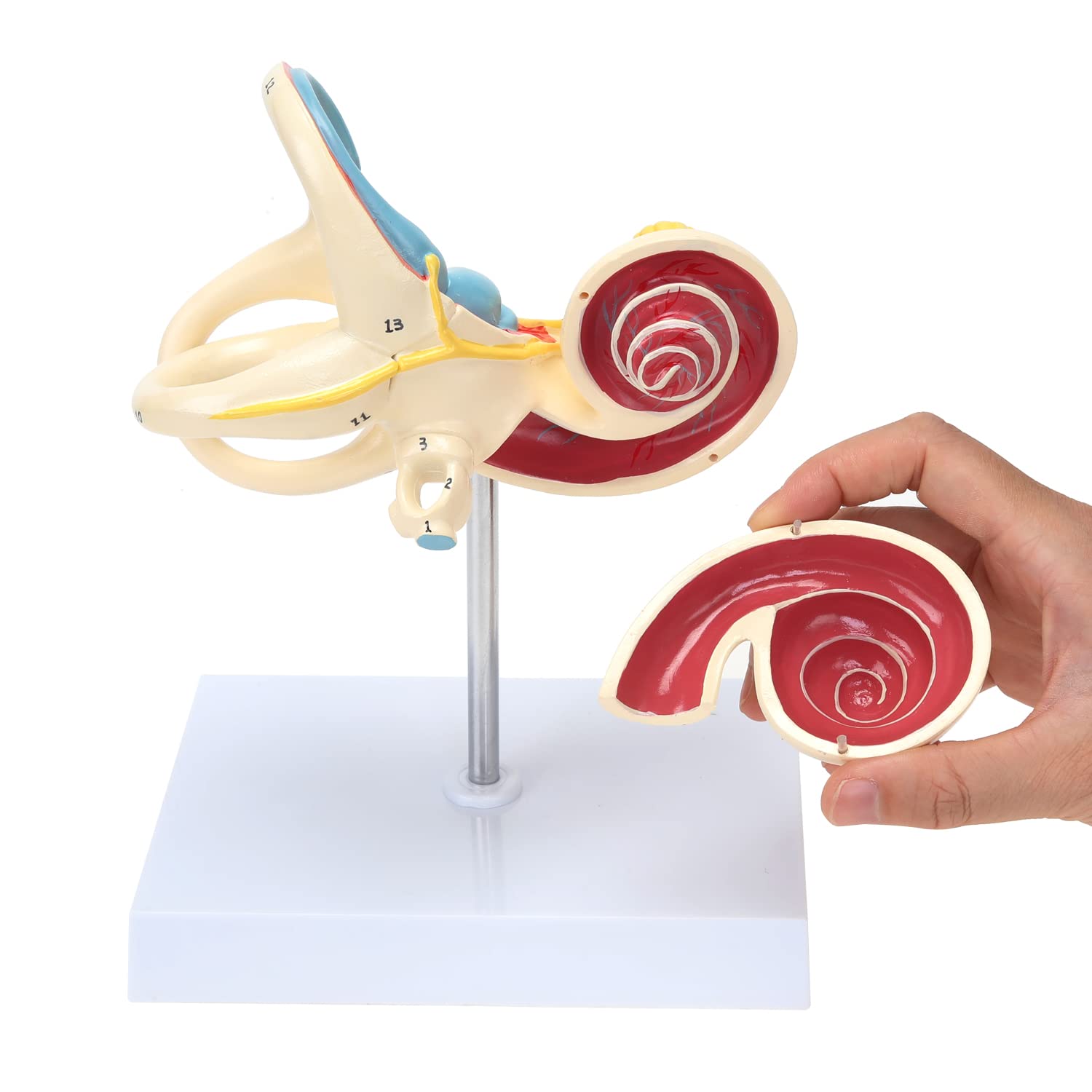 8X Anatomy Inner Ear Model, 2 Part Anatomical Ear Chile | Ubuy