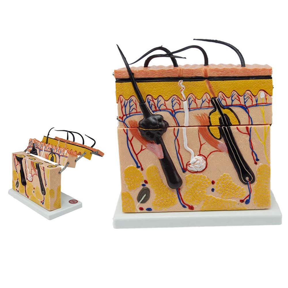 Buy FHUILIHuman Skin Anatomy Model - 70X d Skin Section Model - Medical ...