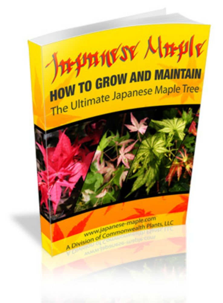 How to Grow the Ultimate Japanese Maple Tree (Growing Japanese Maple ...