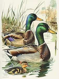 Amazon.com: Cute Duck Diamond Painting Kits for Adults, Cute Animals 5D ...