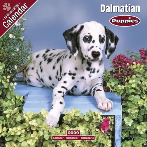 2009 Dalmatian Puppies Wall Calendar: Avonside Publishing ...