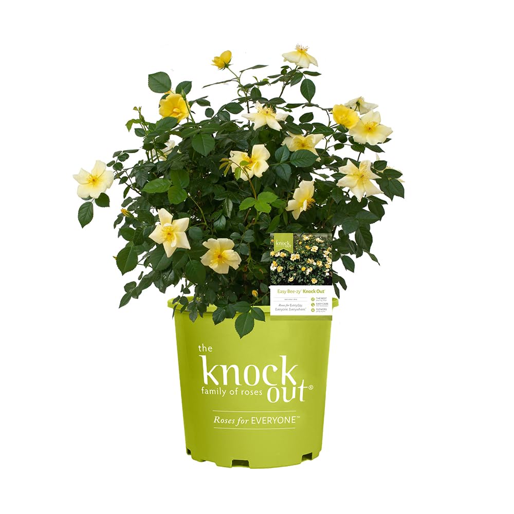 Amazon.com: 1 Gallon Knock Out Easy Bee-zy Rose Plant with Bright ...