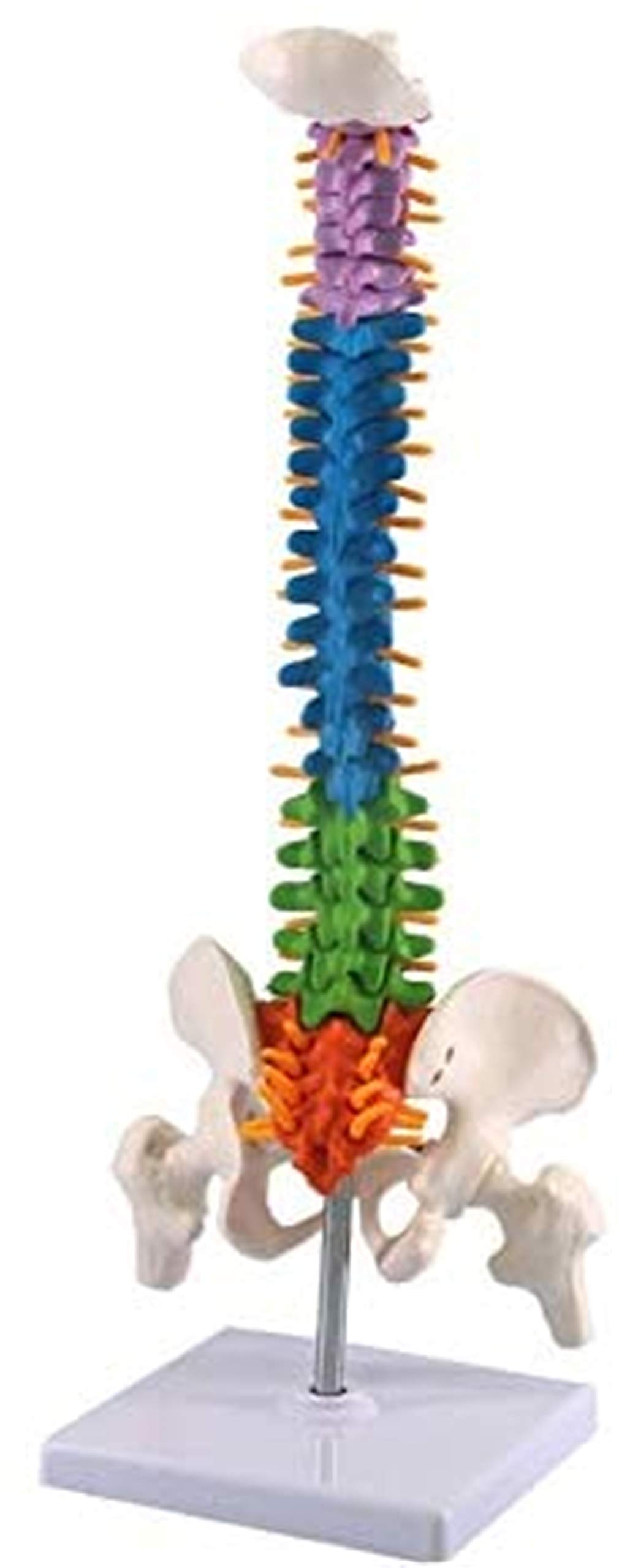 Buy Body Model 1Pc 45Cm Human Spine With Pelvic Model Anatomical ...