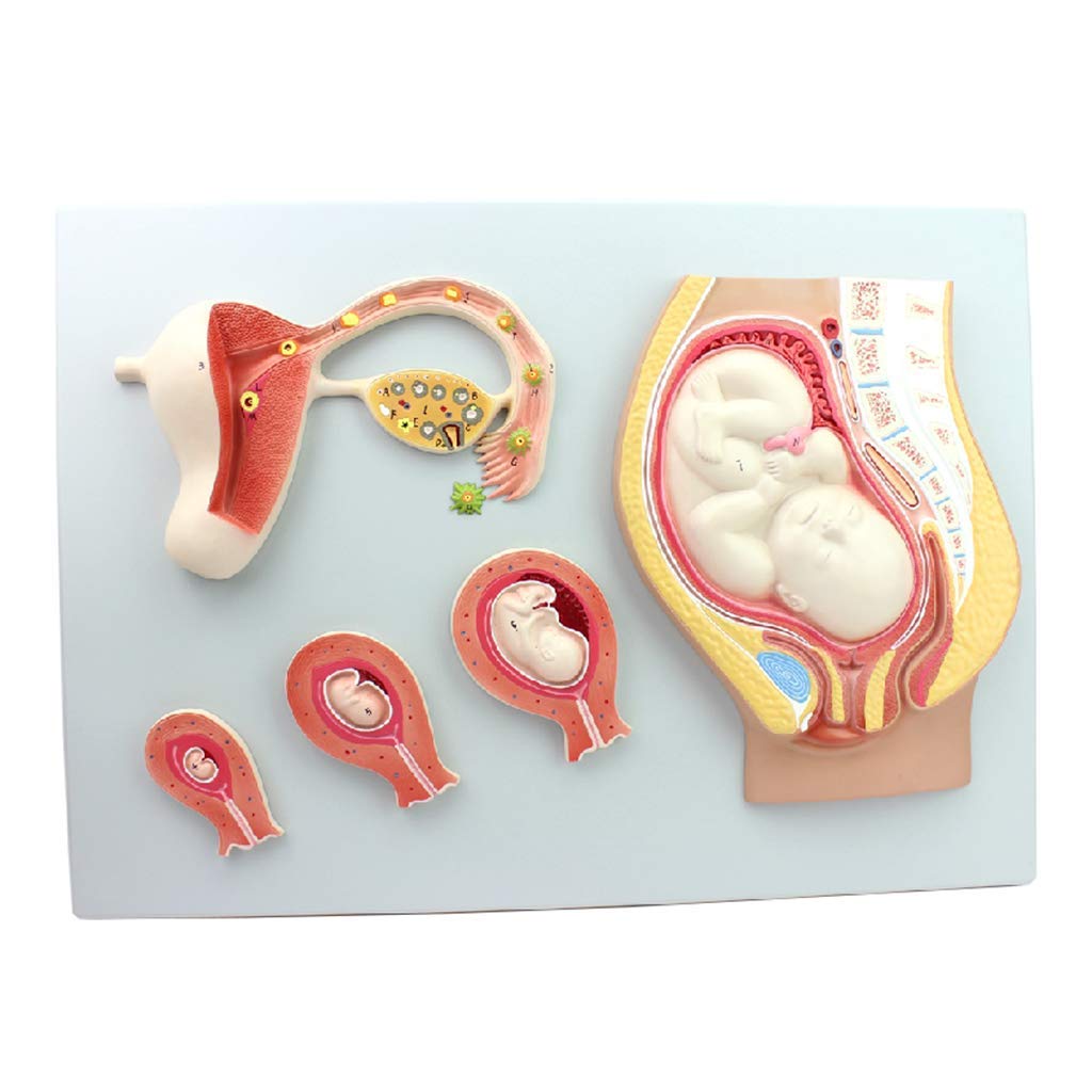 Buy Educational Model Human Pregnancy Embryonic Developmental Process ...
